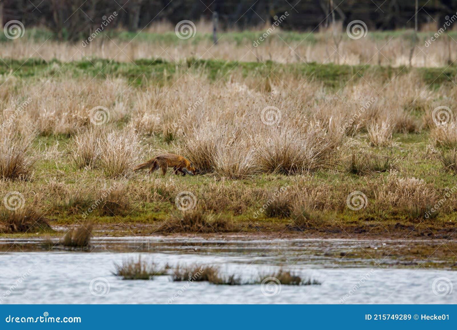 Red fox is hunting geese stock image. Image of mammal - 215749289
