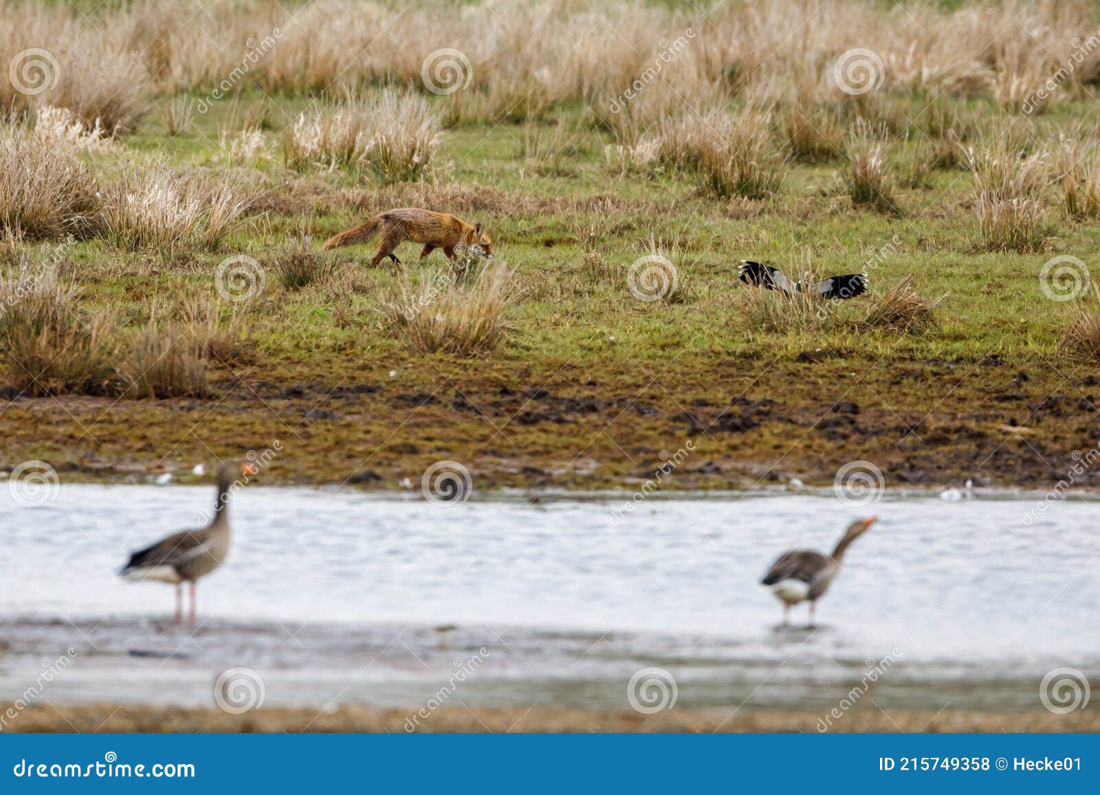 Red fox is hunting geese stock photo. Image of bird - 215749358