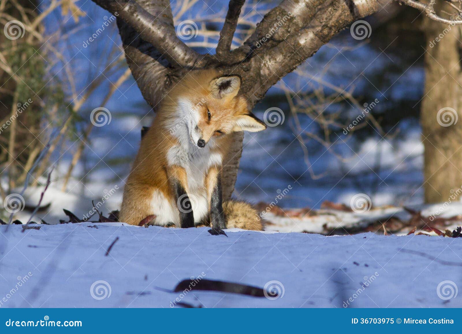 Red Fox Hunting Hunting Mices Stock Image - Image of vegetation ...