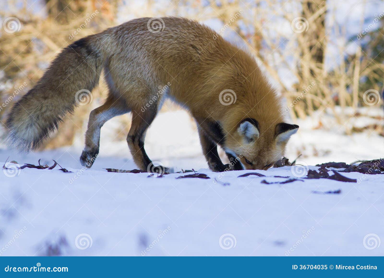 Red Fox Hunting Hunting Mices Stock Image - Image of snow, canada: 36704035