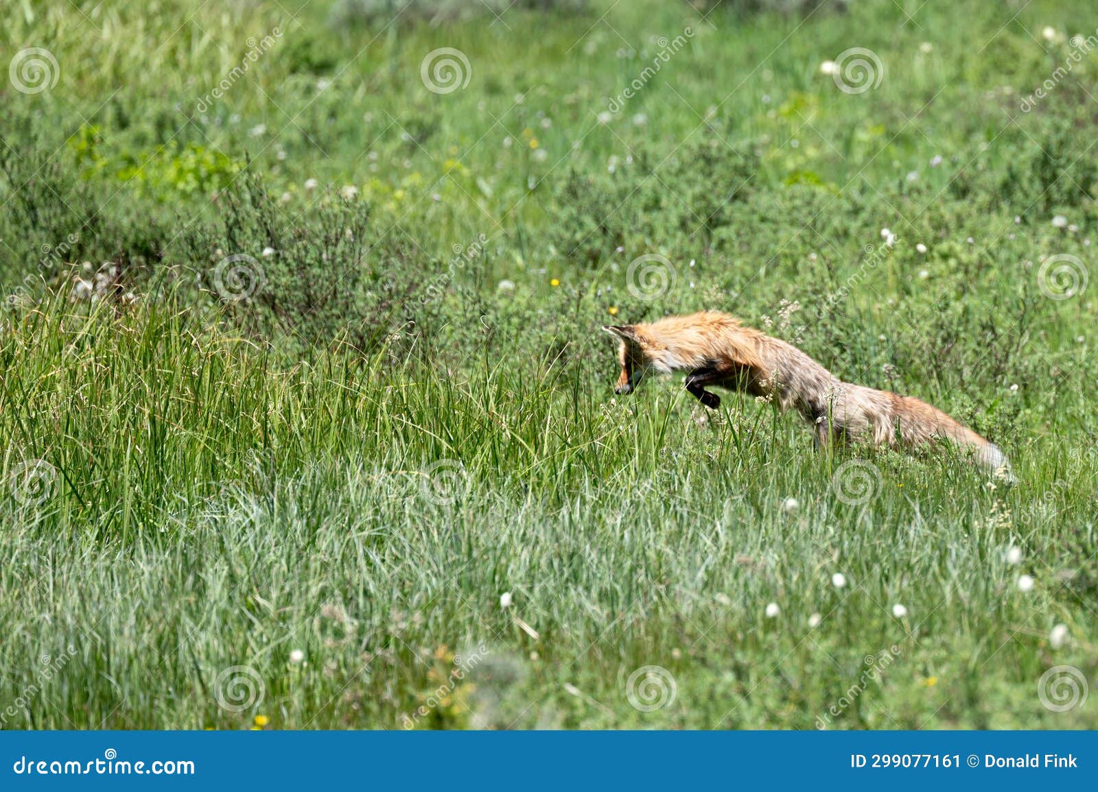 Red Fox Hunting in a Green Meadow Stock Image - Image of vupes, outdoor ...