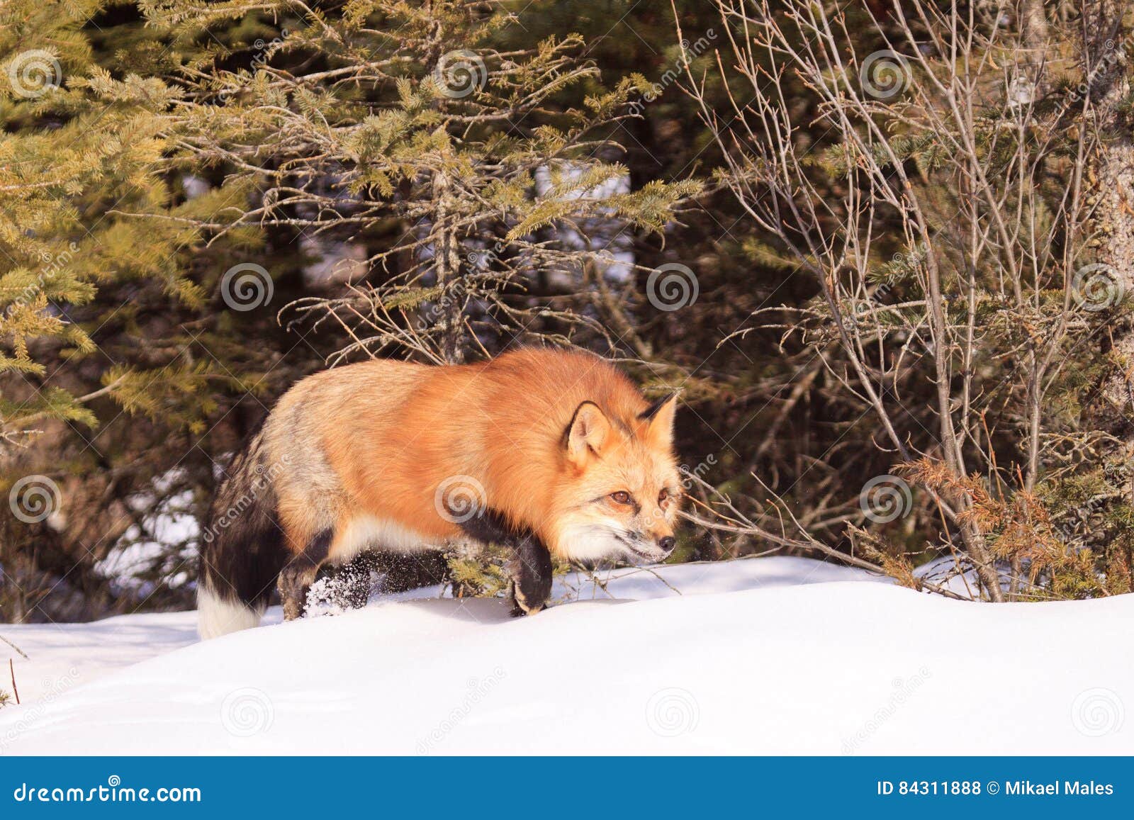 Red fox hunting prey stock photo. Image of eyes, nature - 84311888