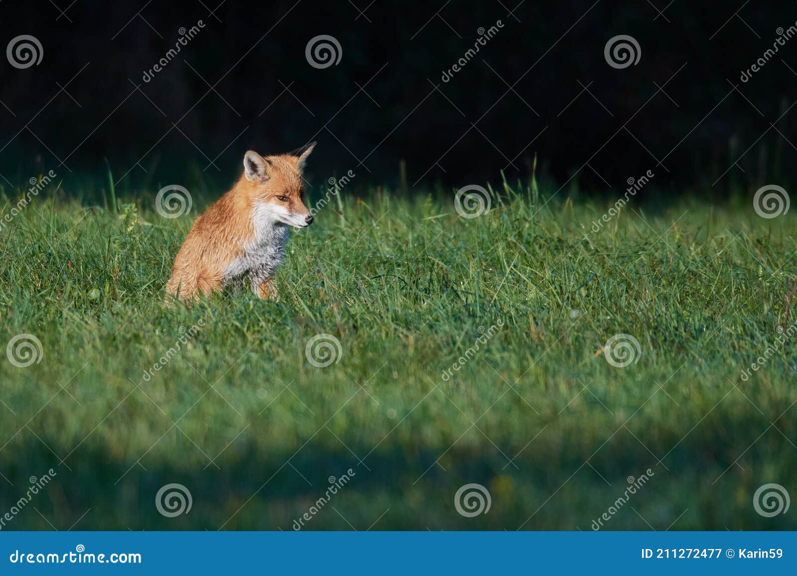 Red fox hunting stock image. Image of green, evening - 211272477
