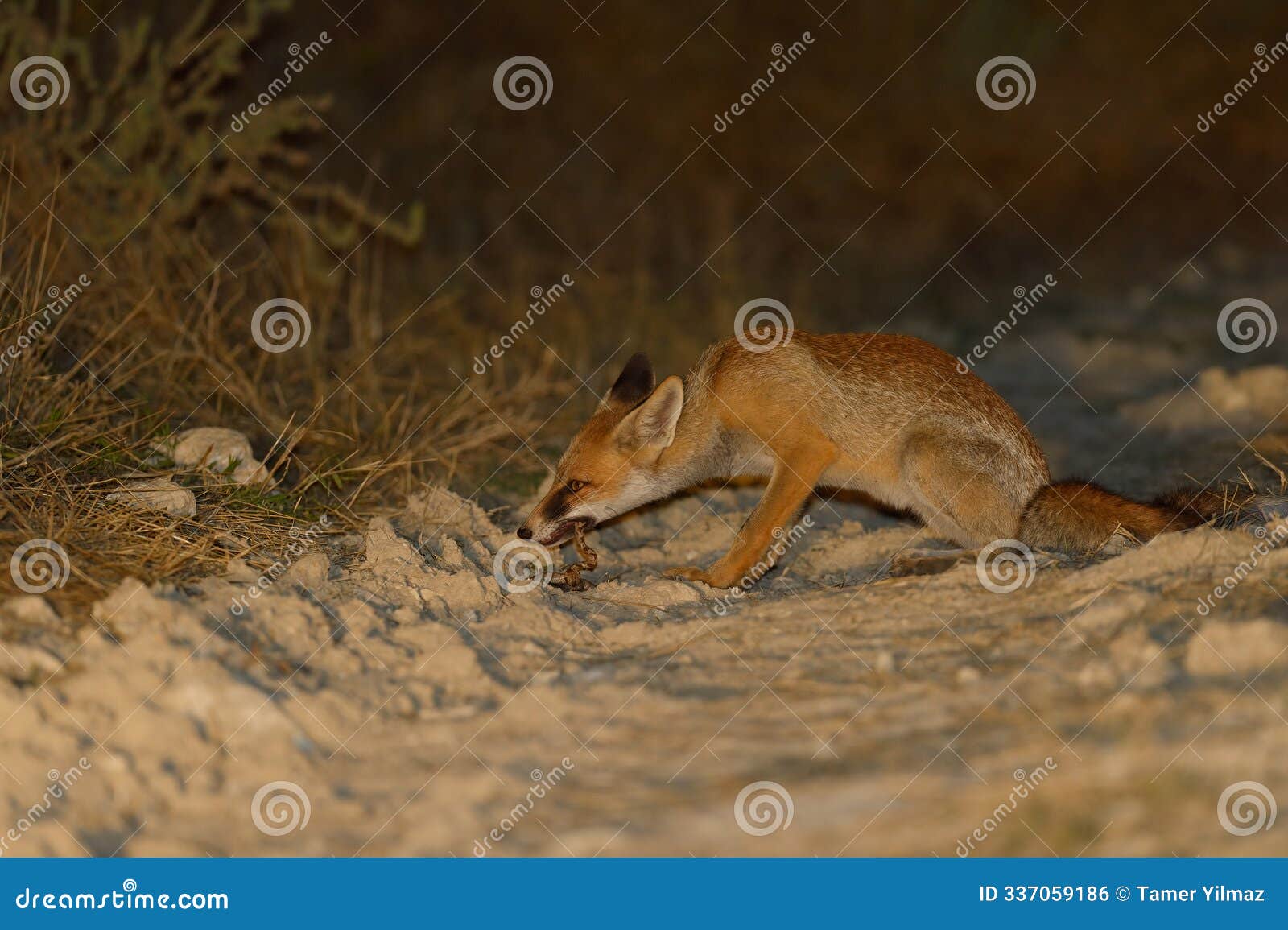 A Red Fox Hunting Snakes at Night. Feeding Red Fox Stock Photo - Image ...