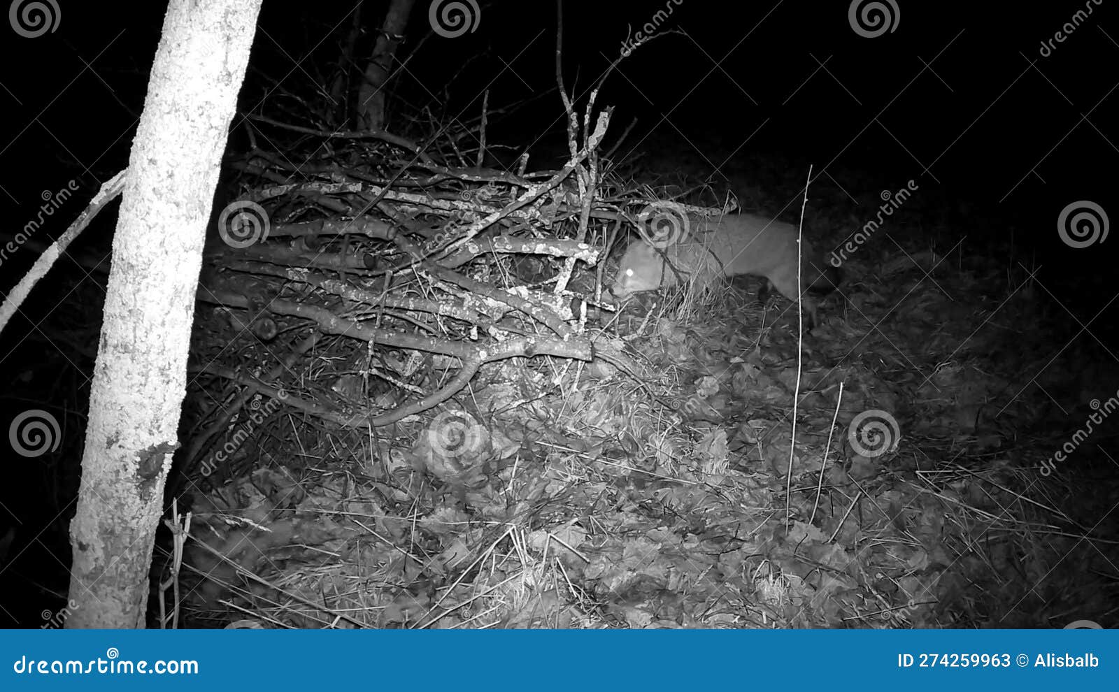 Red Fox Hunts Near a Pile of Branches at Night Stock Video - Video of ...