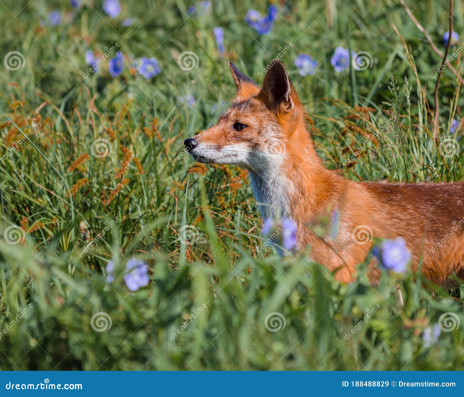 Red Fox Hunts in Summer Field Stock Image - Image of curious, carnivore ...