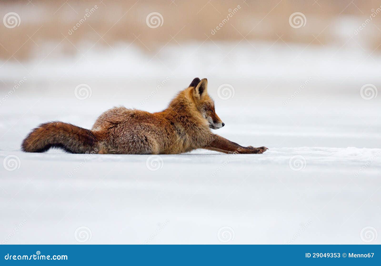 Red Fox on ice stock image. Image of burrow, green, snowy - 29049353