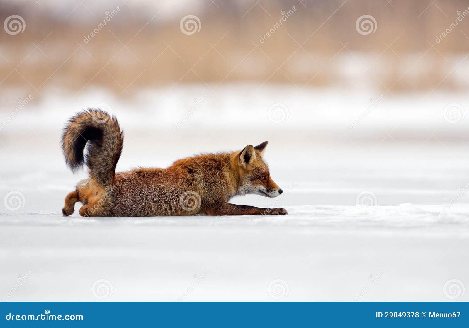Red Fox on ice stock photo. Image of carnivore, devious - 29049378