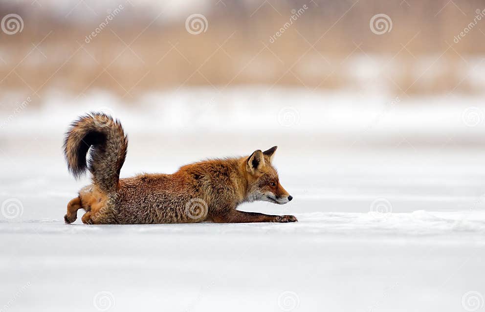 Red Fox on ice stock photo. Image of carnivore, devious - 29049378