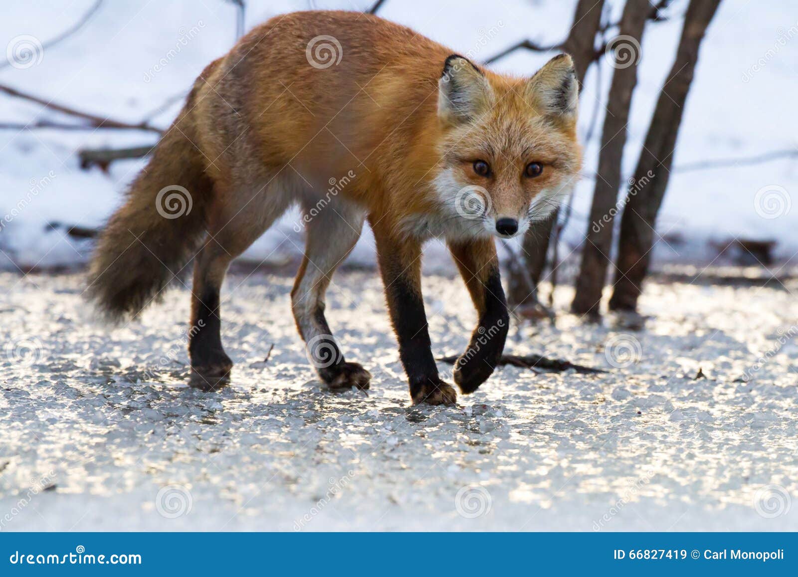 Red Fox on Ice stock image. Image of hunt, predator, pondn - 66827419