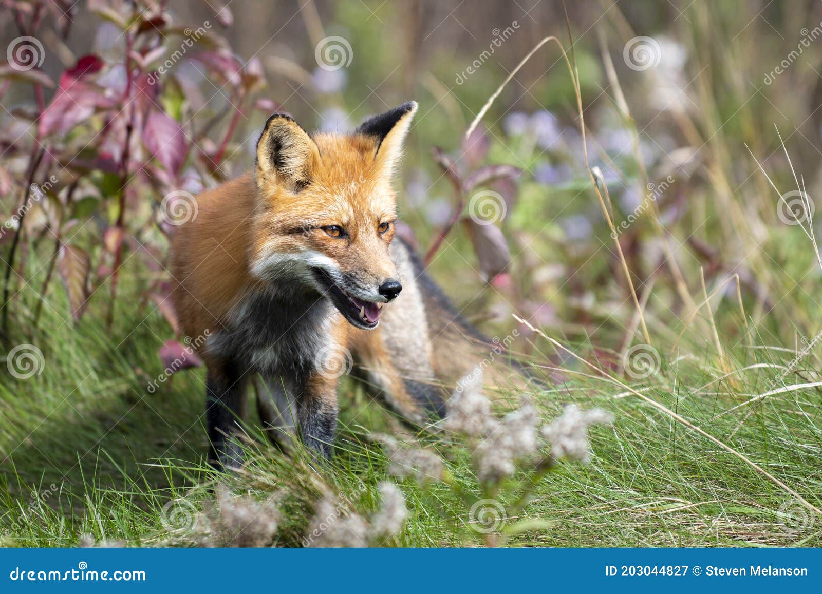 Fox in grassland stock image. Image of wild, habitat - 203044827