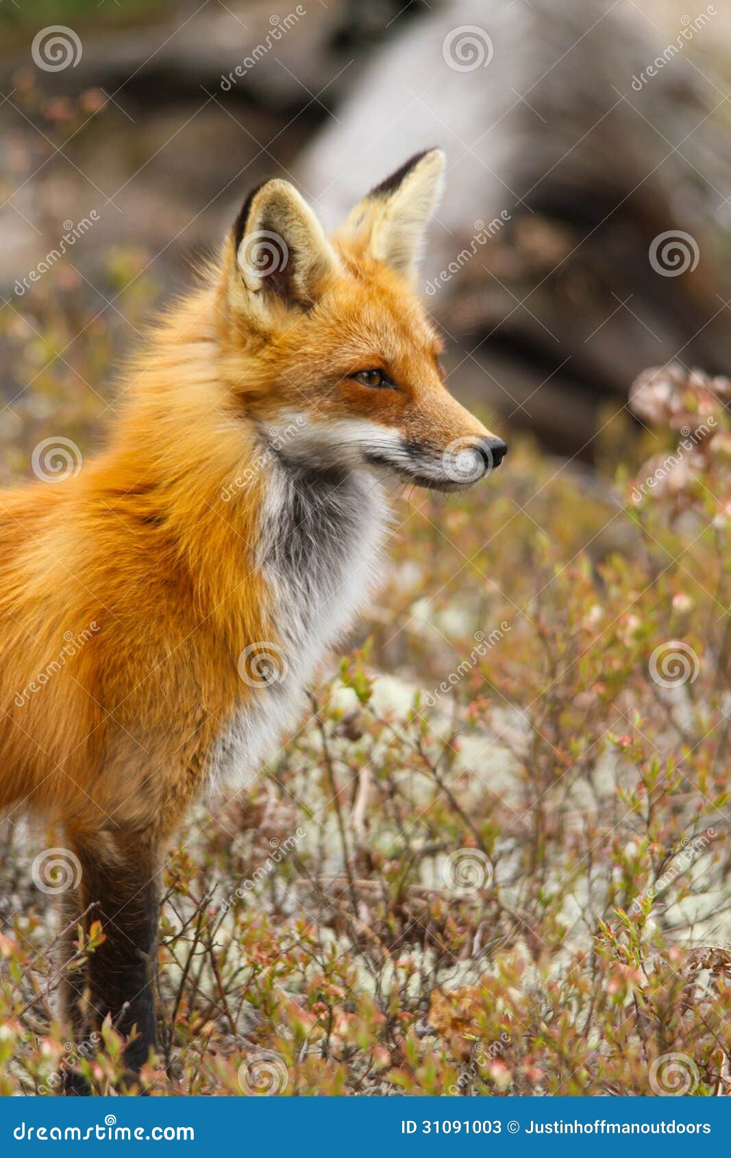 Red Fox stock image. Image of animal, redfox, canada - 31091003