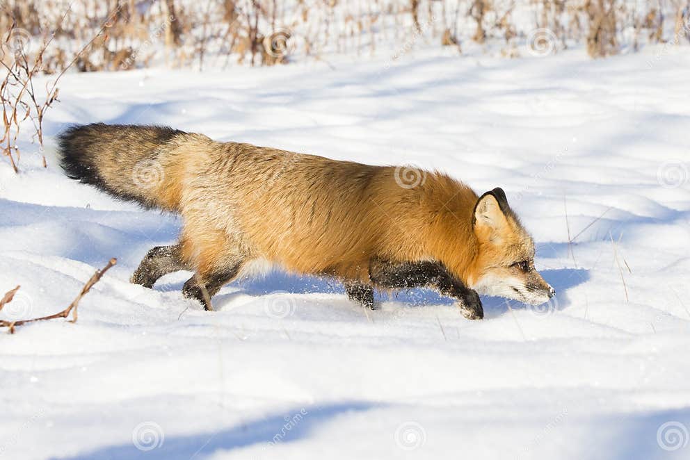 Red Fox Intent on Catching Prey Stock Image - Image of carnivore, tail ...