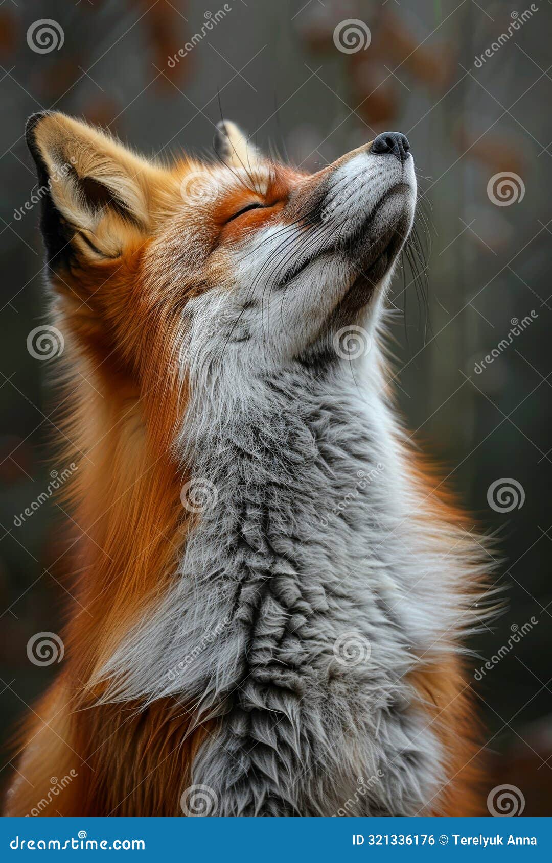 Red Fox with Its Eyes Closed and Serene Expression Stock Photo - Image ...