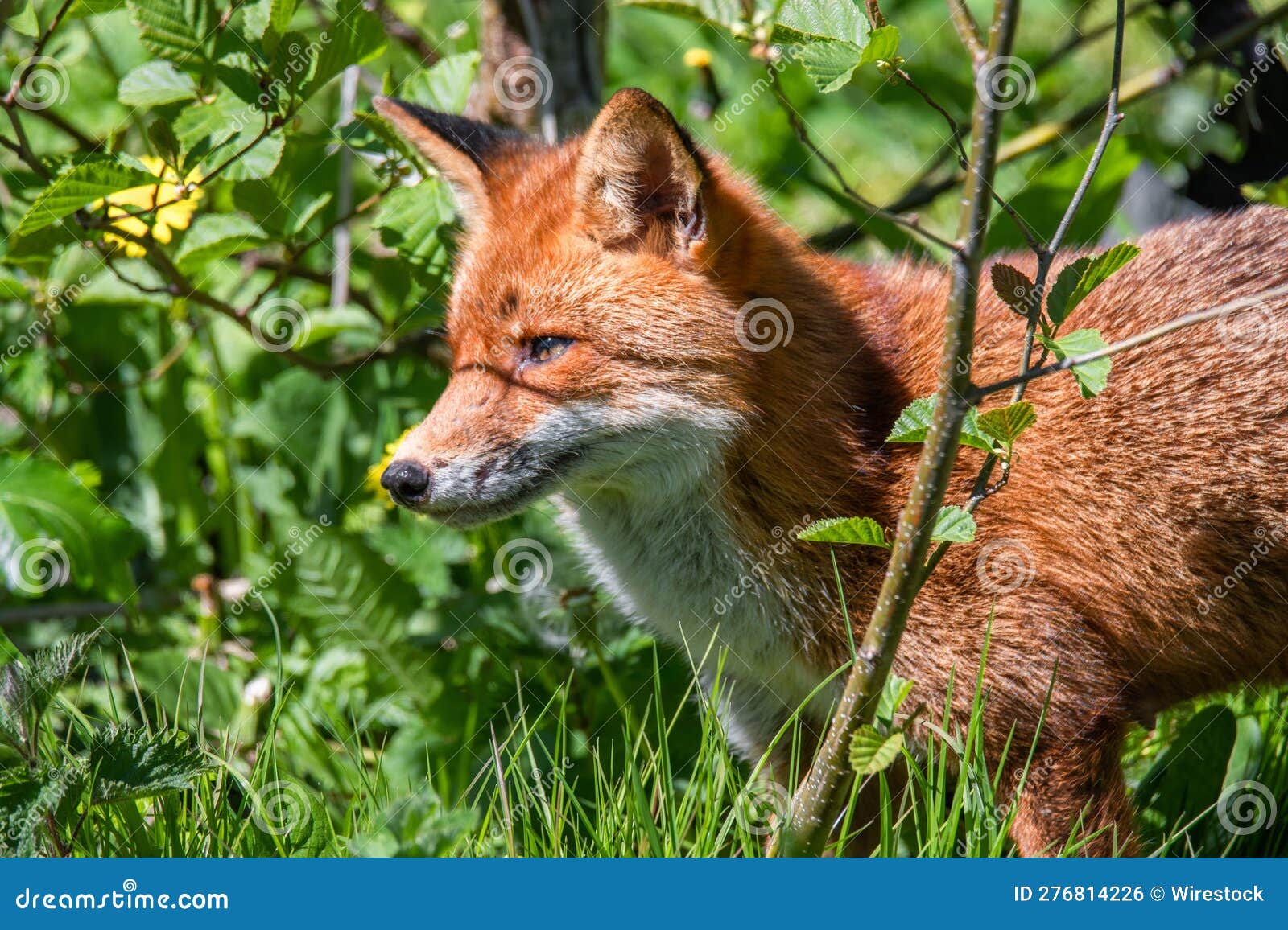 Red Fox in Its Natural Habitat Stock Photo - Image of green, lush ...