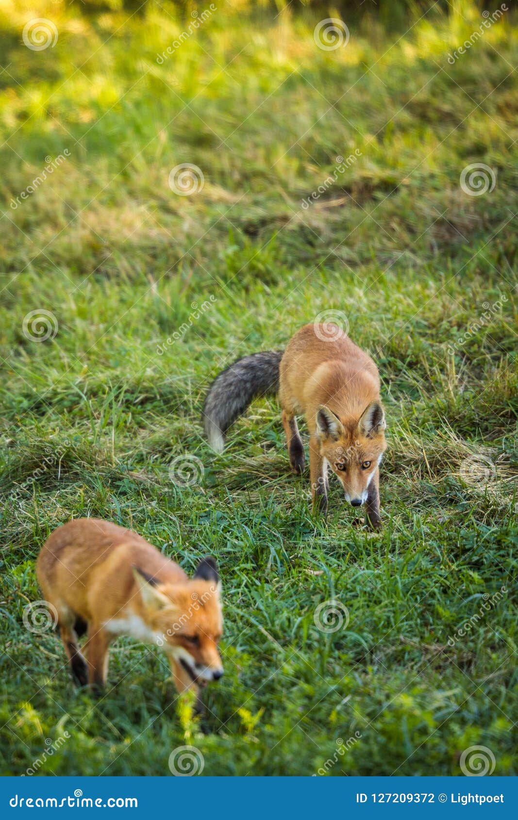 Red Fox in Its Natural Habitat Stock Photo - Image of single, mammal ...