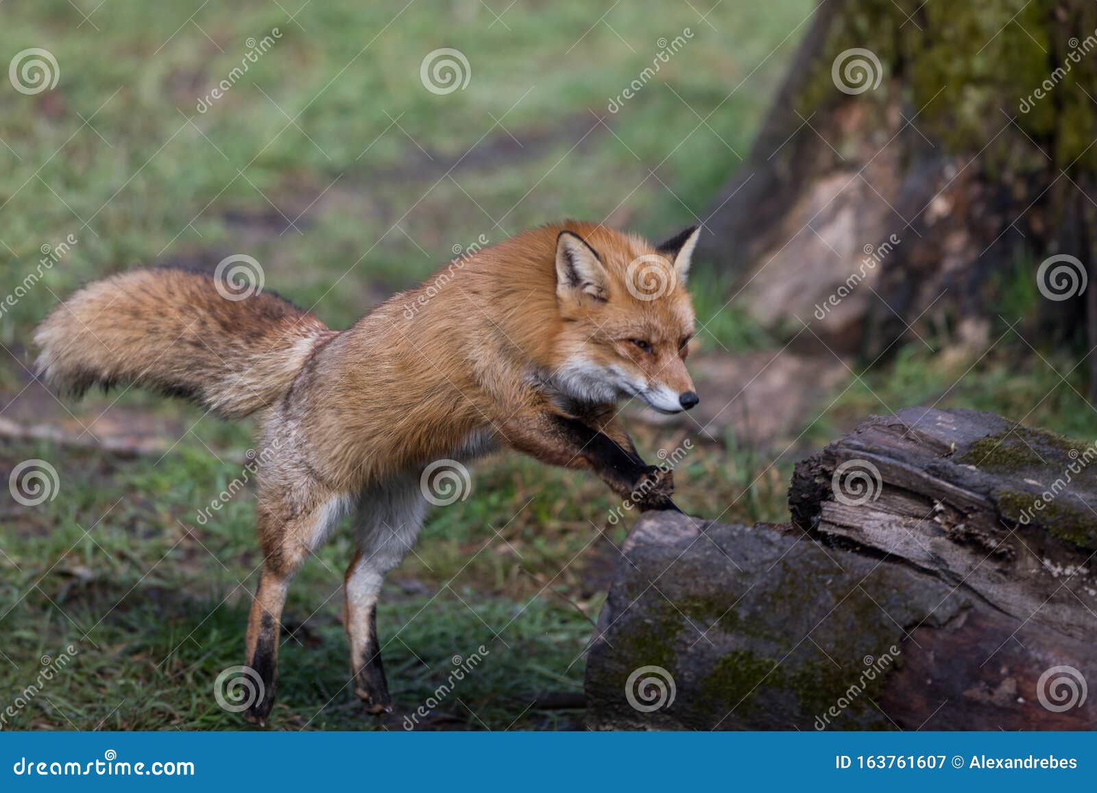 Red Fox Jumping Stock Photos - Download 201 Royalty Free Photos