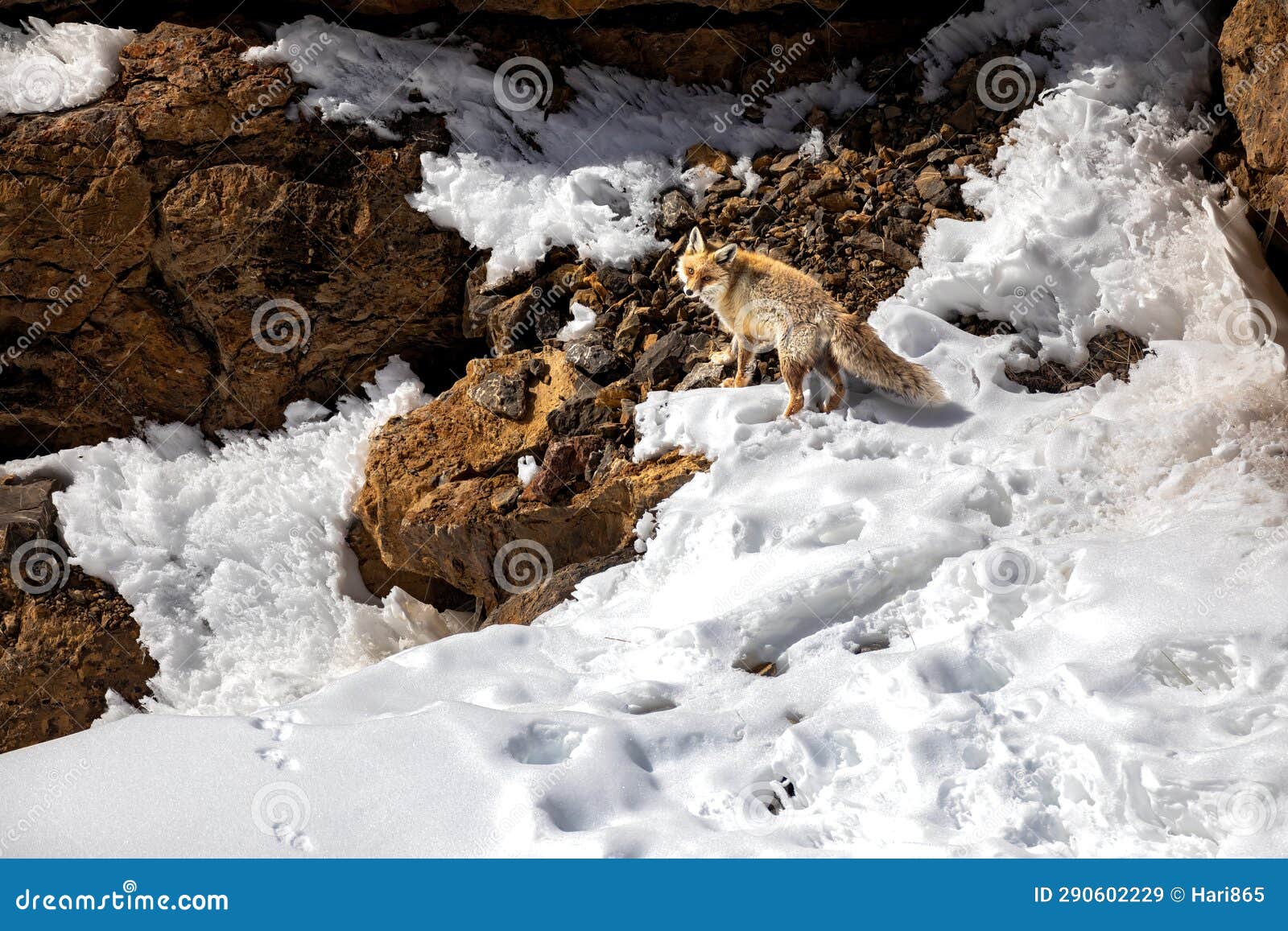 Red Fox at Kibber, Spiti Valley, India Stock Image - Image of winter ...