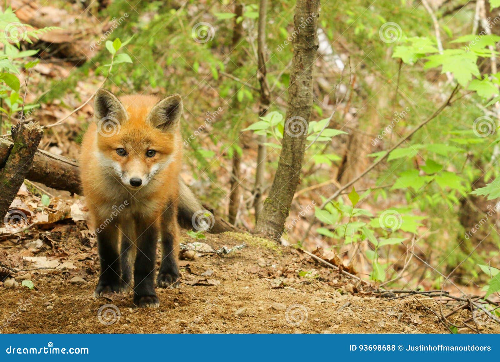 Red Fox Kit Baby stock photo. Image of predator, youngster - 93698688