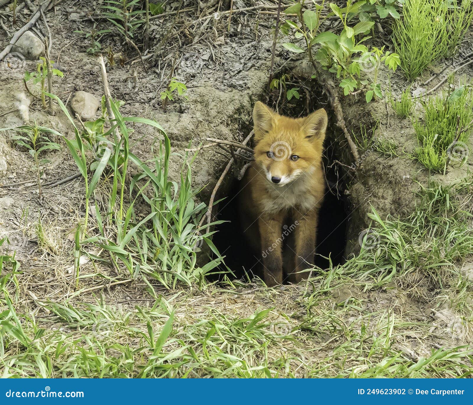 Red Fox Kit at the Den in Alaska Stock Photo - Image of play, carnivore ...