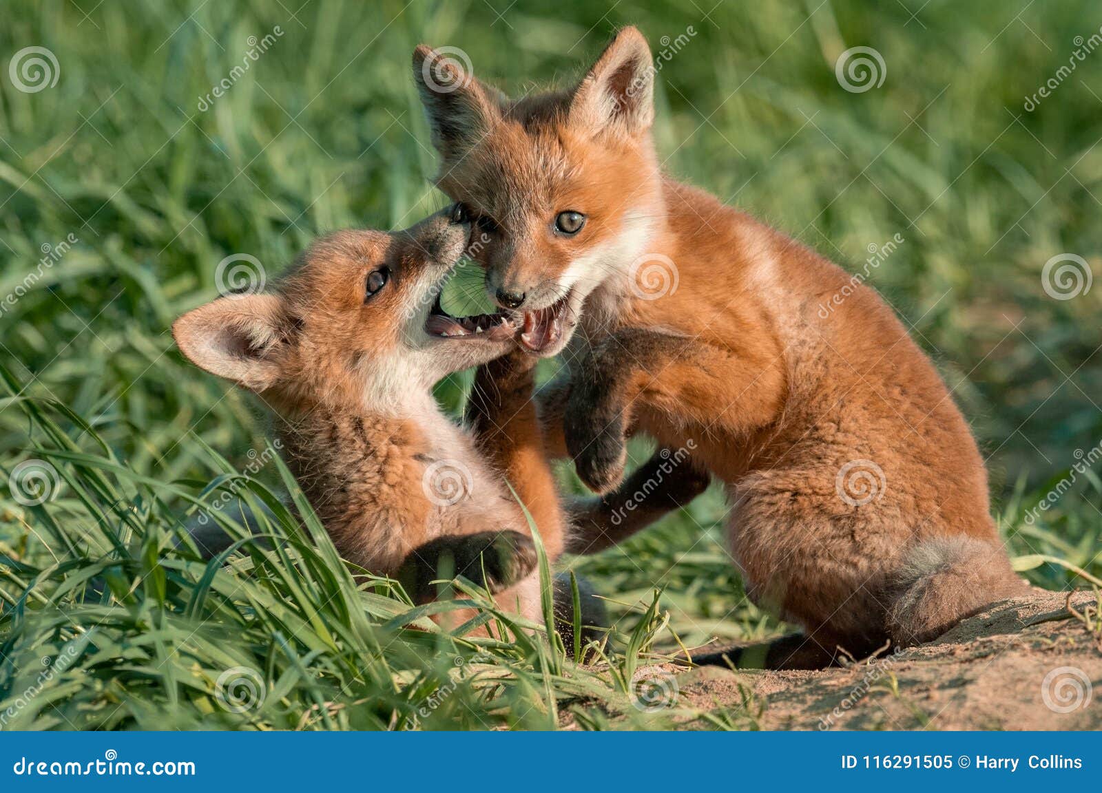 Red Fox in New Jersey stock image. Image of wolf, canada - 116291505