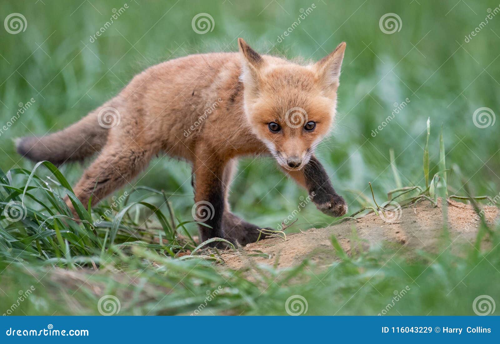 Red Fox in New Jersey stock image. Image of nature, park - 116043229
