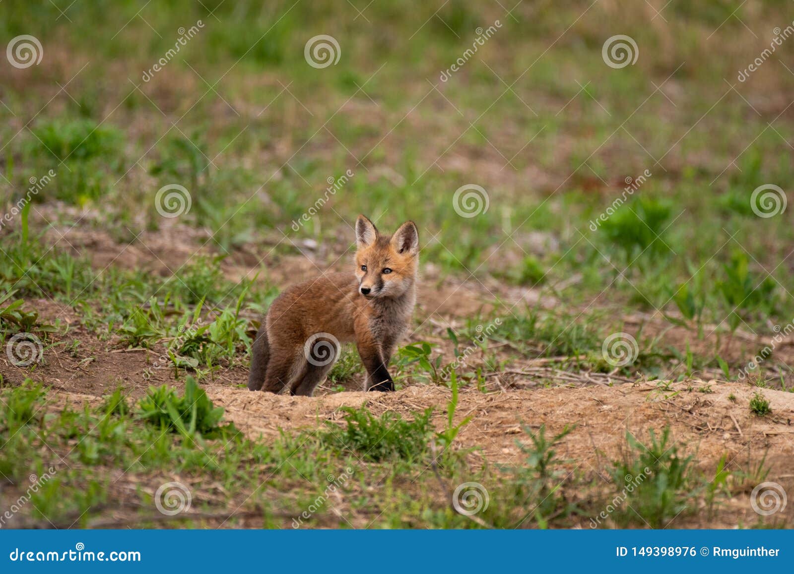 A Red Fox Kit Emerging from it`s Den Stock Photo - Image of vulpes ...