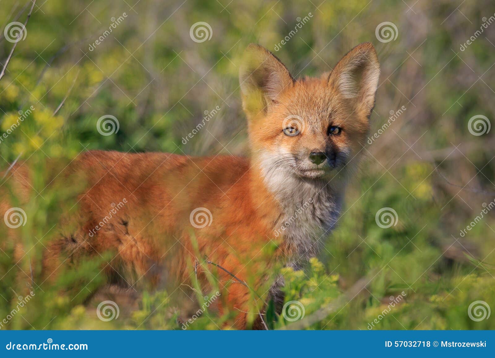Red Fox Kit Looking Forward Stock Photo - Image of nature, wildife ...