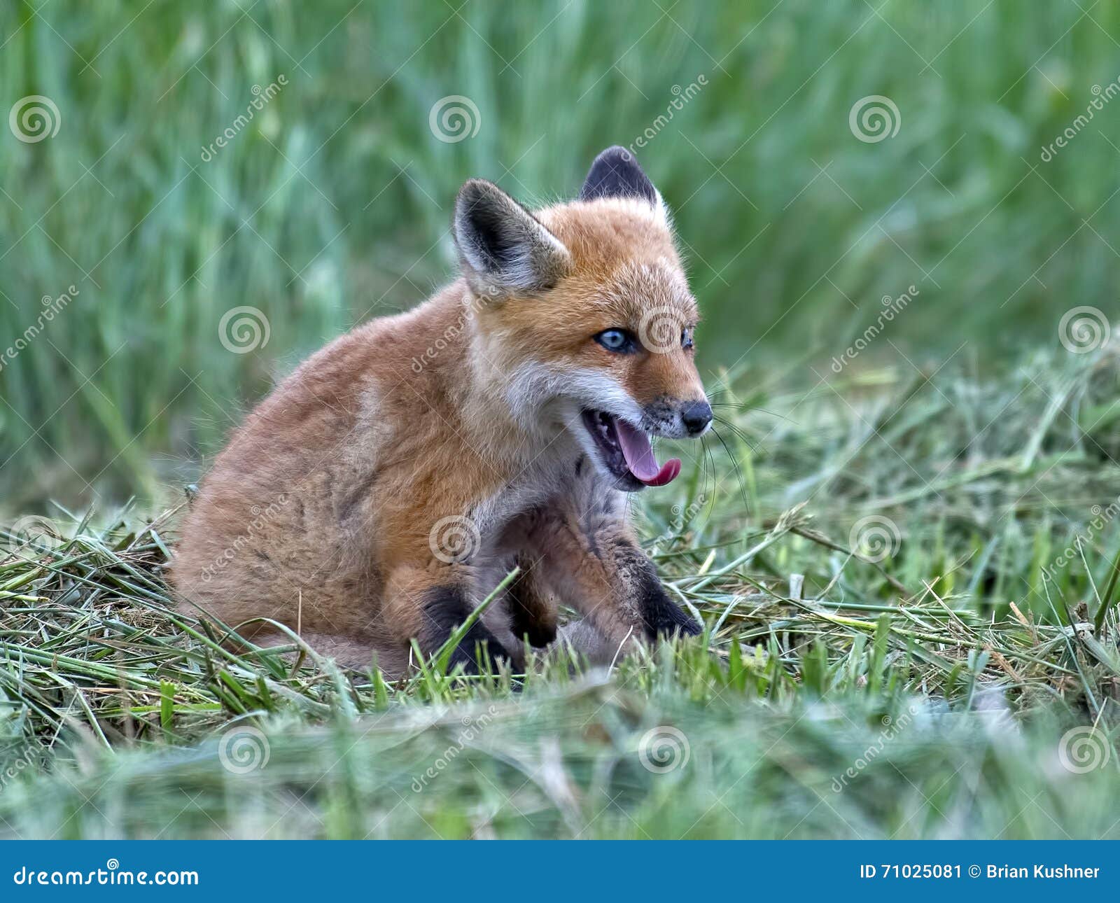Red Fox Kit stock image. Image of night, cute, lying - 71025081