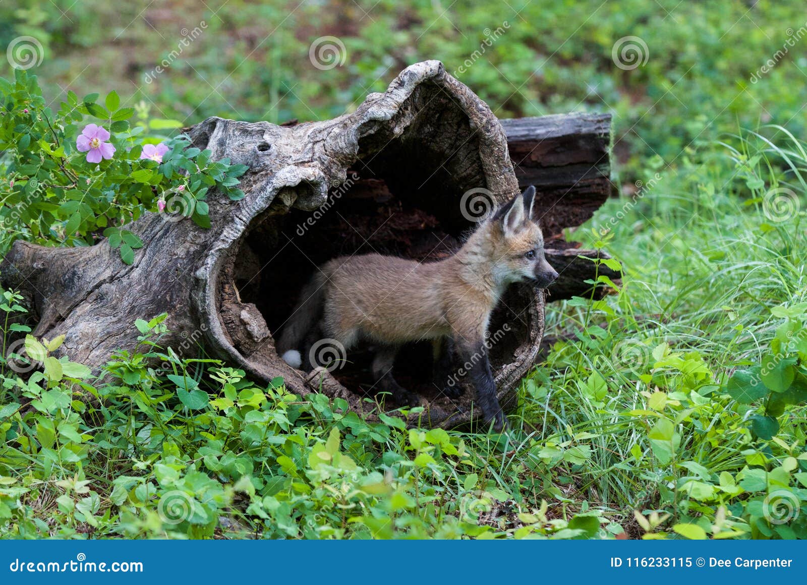 Red Fox Kit stock image. Image of nature, foxes, wildlife - 116233115