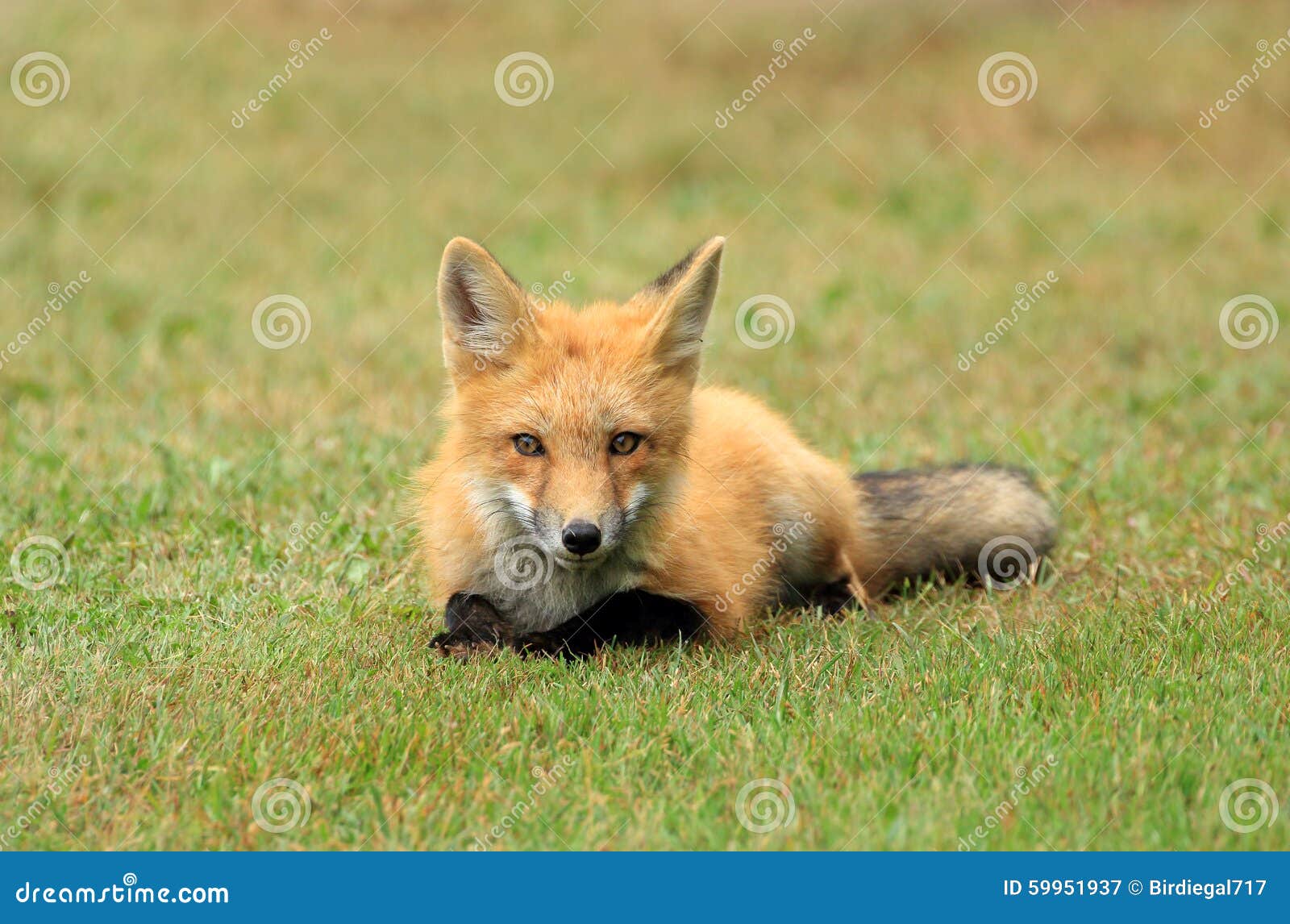 Red Fox Kit Posing in a Grass Meadow, PEI, Canada Stock Image - Image ...