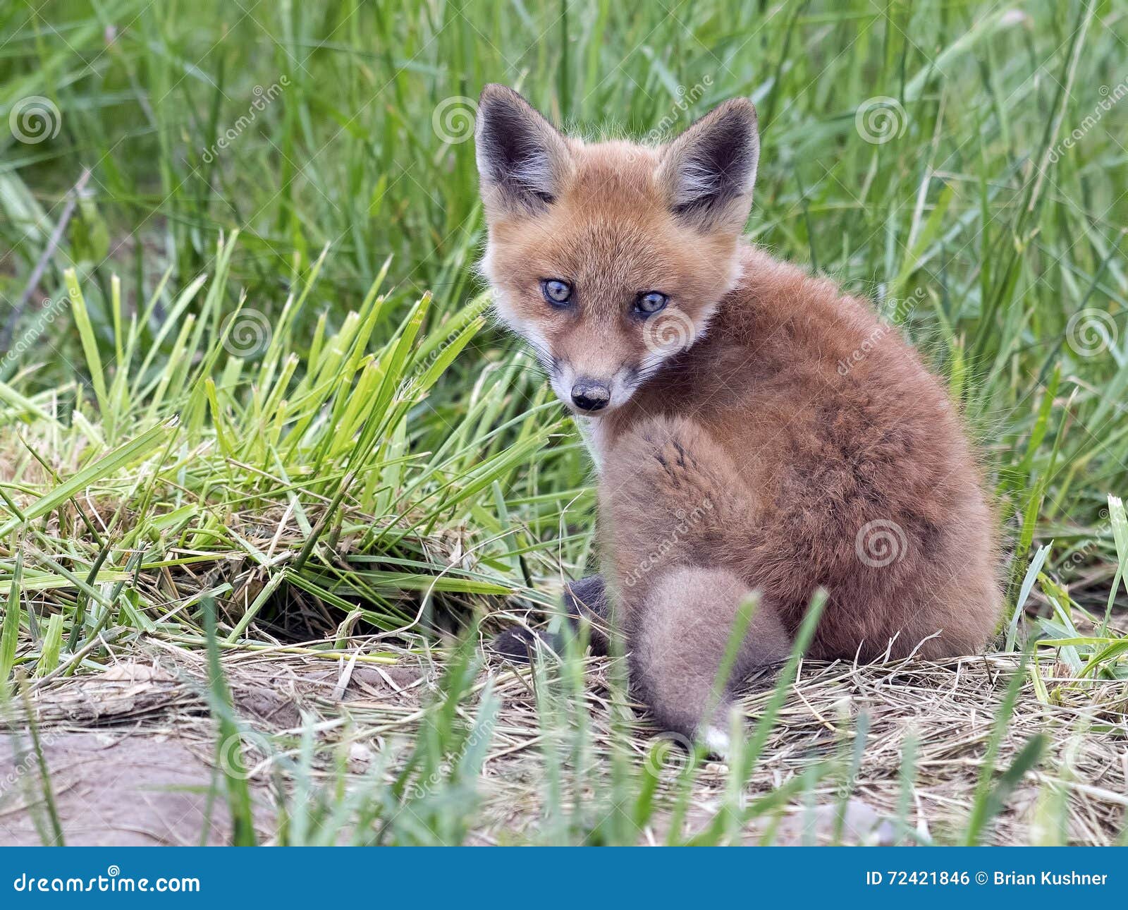 Red Fox Kit stock photo. Image of black, mother, mammal - 72421846