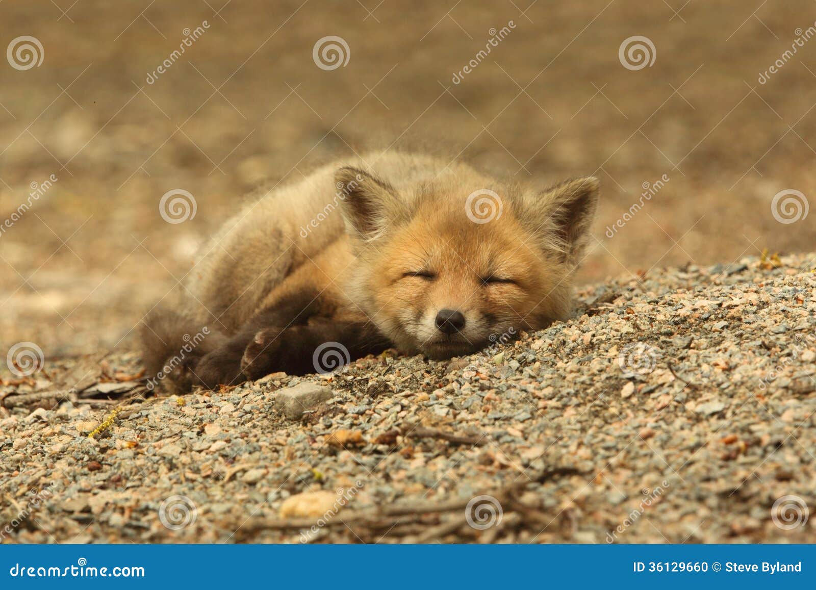 Red Fox Kit Sleeping stock photo. Image of ears, baby - 36129660