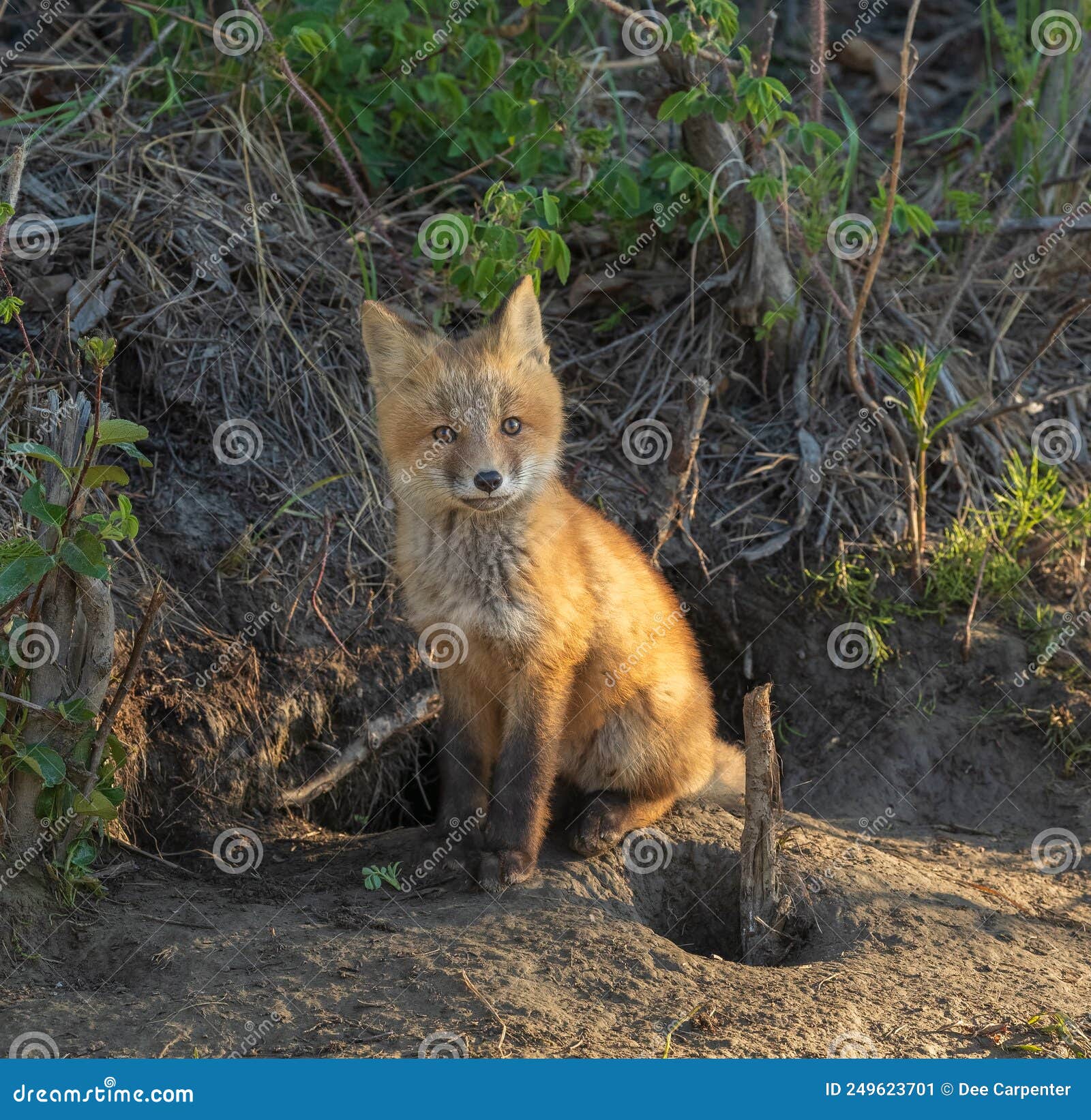 Red Fox Kit Strikes a Pose in Alaska Stock Image - Image of animal ...