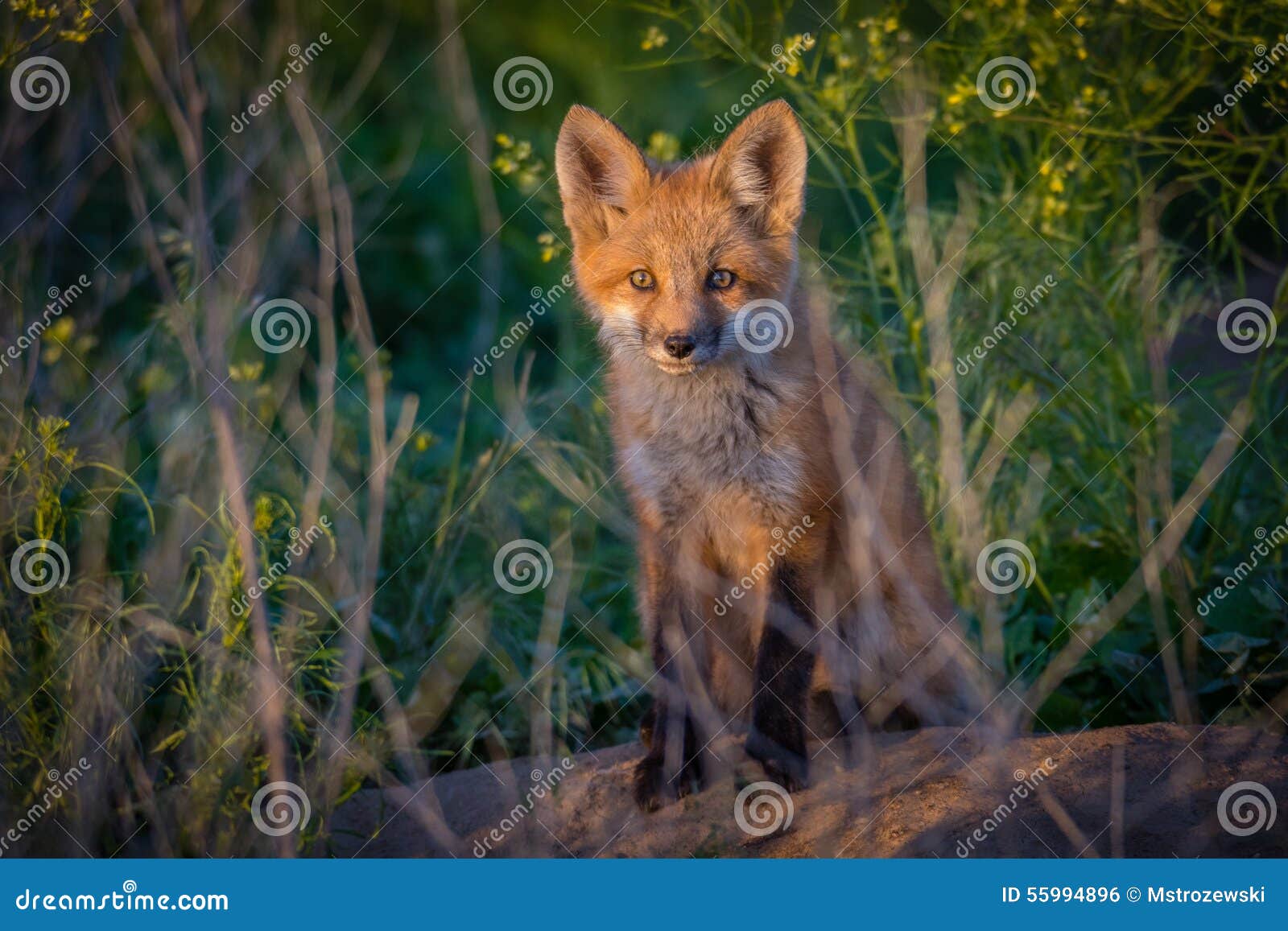 Red Fox Kit in Sunset Light Stock Photo - Image of summer, spring: 55994896