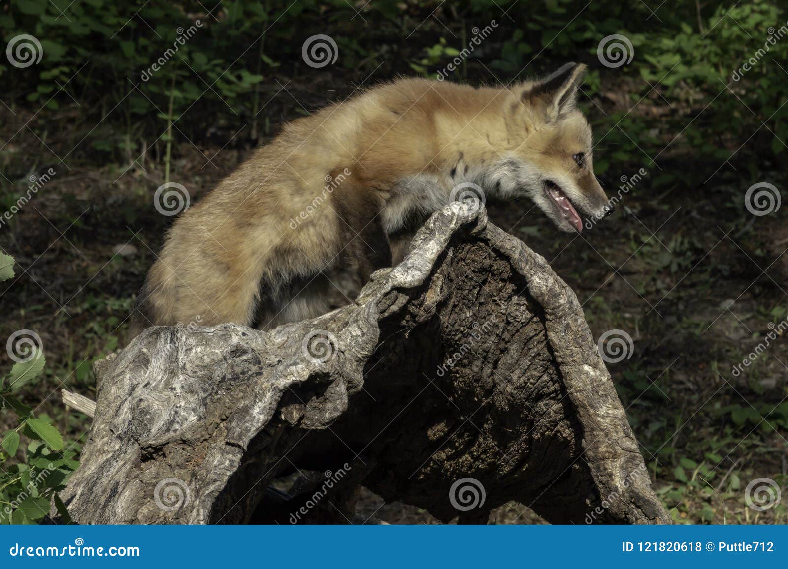 Red Fox Kit on Top of Log stock photo. Image of predator - 121820618