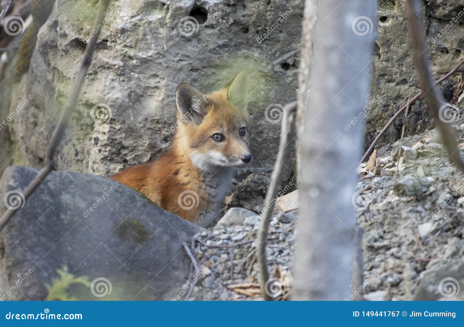 A Red Fox Kit Vulpes Vulpes Coming Out of Its Den Deep in the Forest in ...