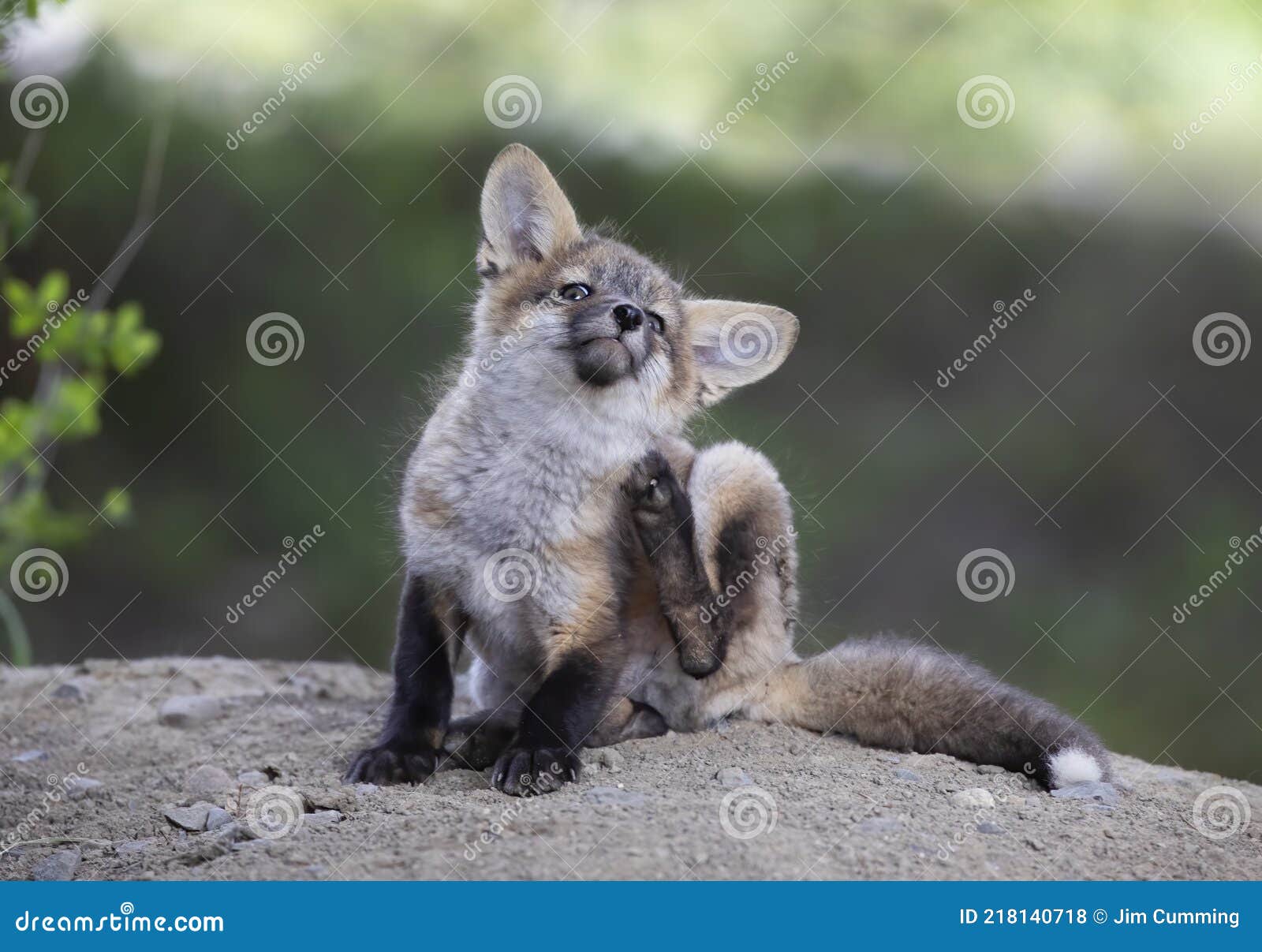 A Red Fox Kit Vulpes Vulpes Having a Good Scratch Deep in the Forest in ...