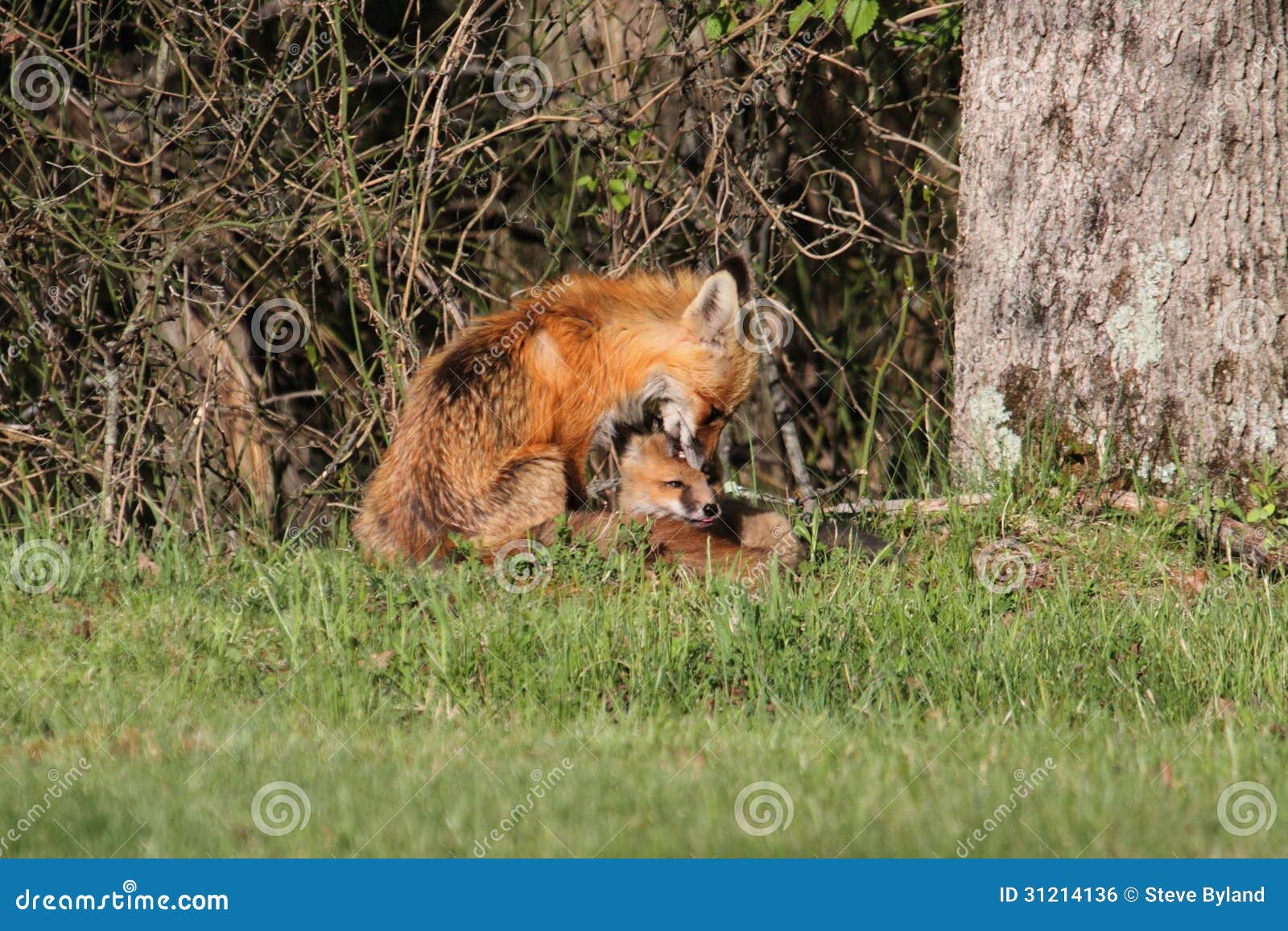 Red Fox with Kit stock photo. Image of nature, mother - 31214136