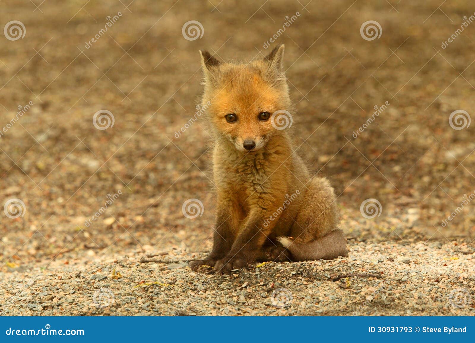 Red Fox Kit stock image. Image of cute, vulpes, young - 30931793
