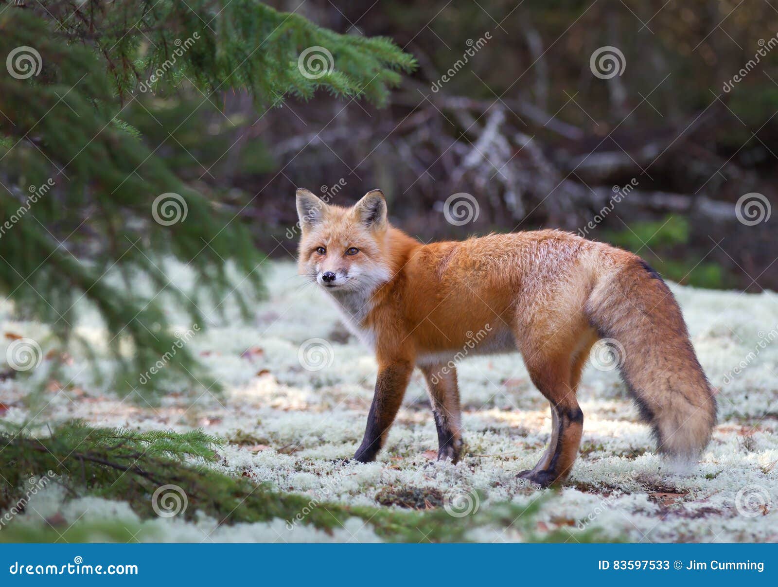 Red fox in autumn forest stock image. Image of alert - 83597533