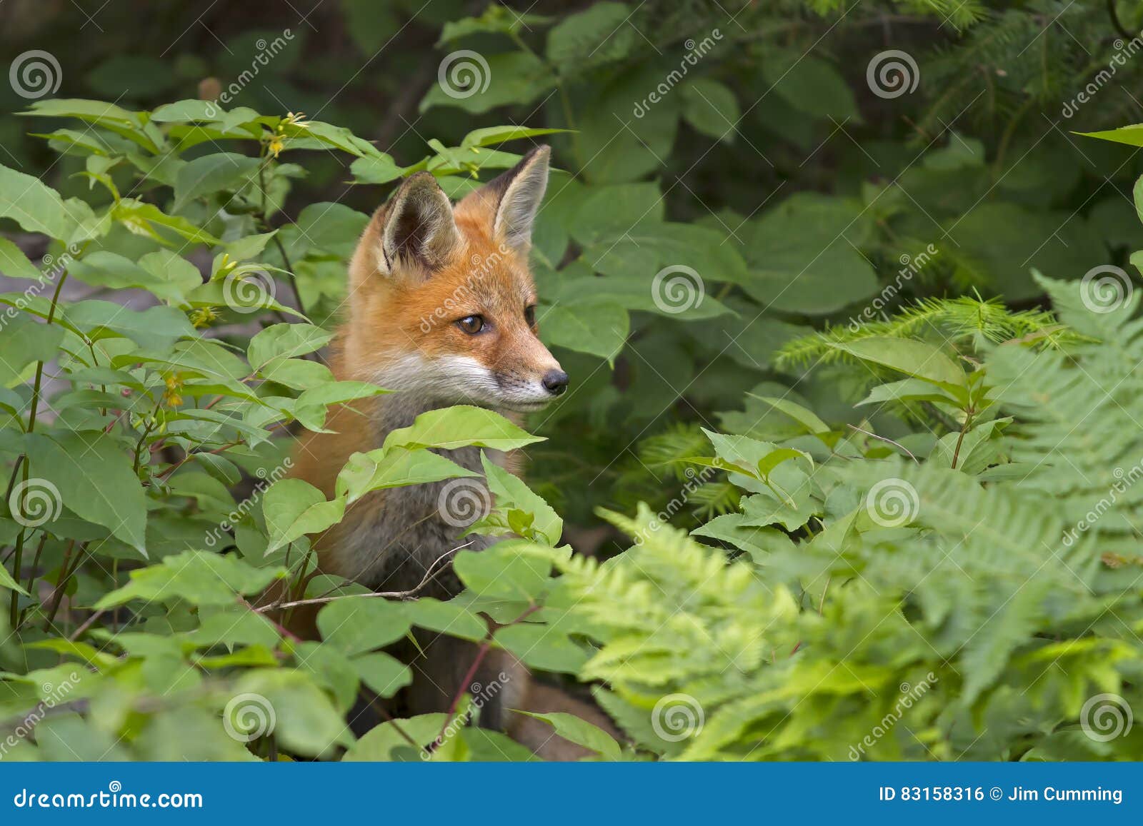 Red Fox Vulpes Vulpes Hiding In The Grass With Mesmerizing Look. 8k ...
