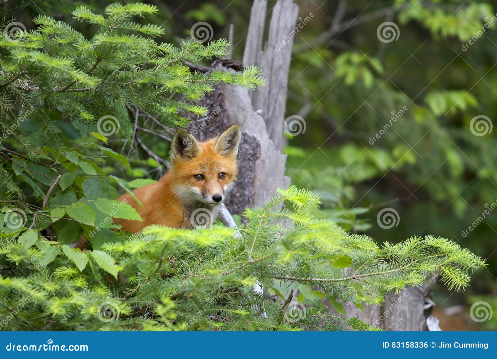 Red Fox Vulpes Vulpes Hiding In The Grass With Mesmerizing Look. 8k ...