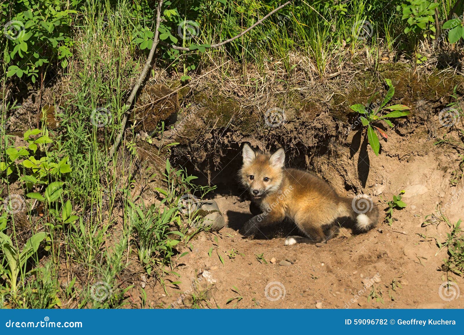 Red Fox Kit (Vulpes Vulpes) Digs at Den Stock Photo - Image of densite ...