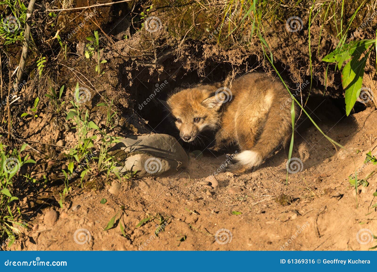 Red Fox Kit (Vulpes Vulpes) Hides in Den Stock Photo - Image of ...