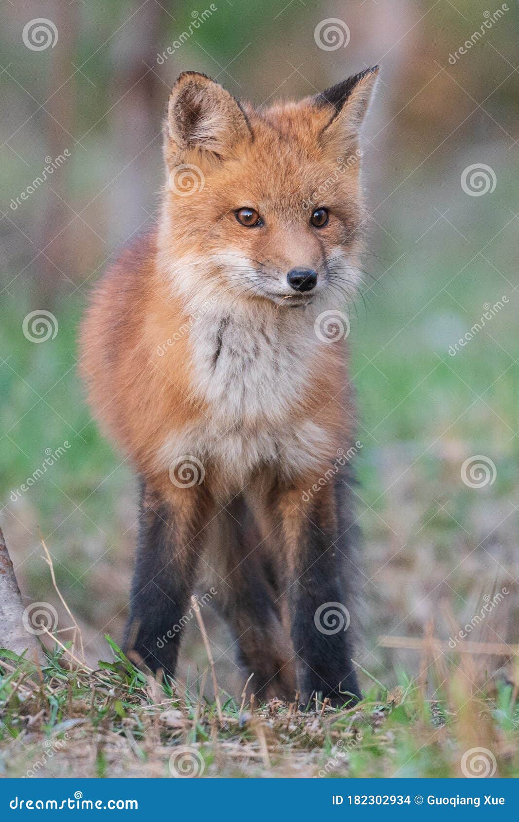 Red fox kit stock photo. Image of mammal, field, carnivore - 182302934