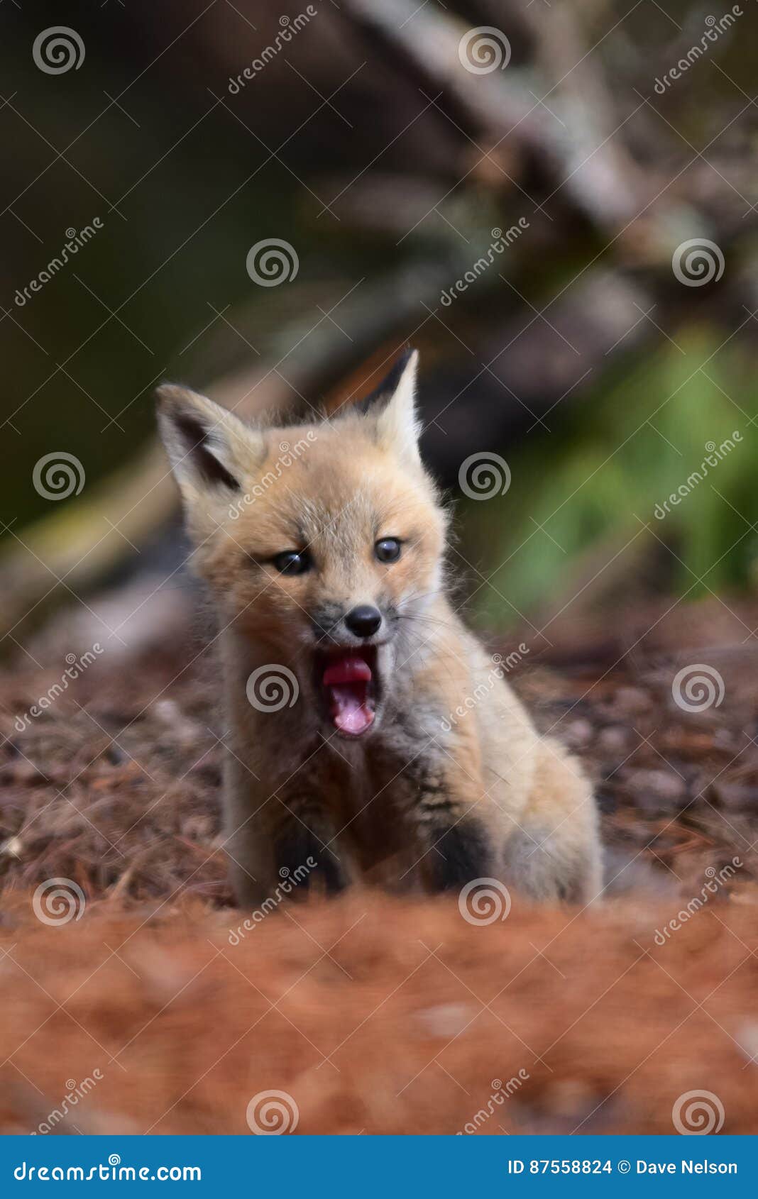 Red fox kit yawning stock photo. Image of mammal, nature - 87558824