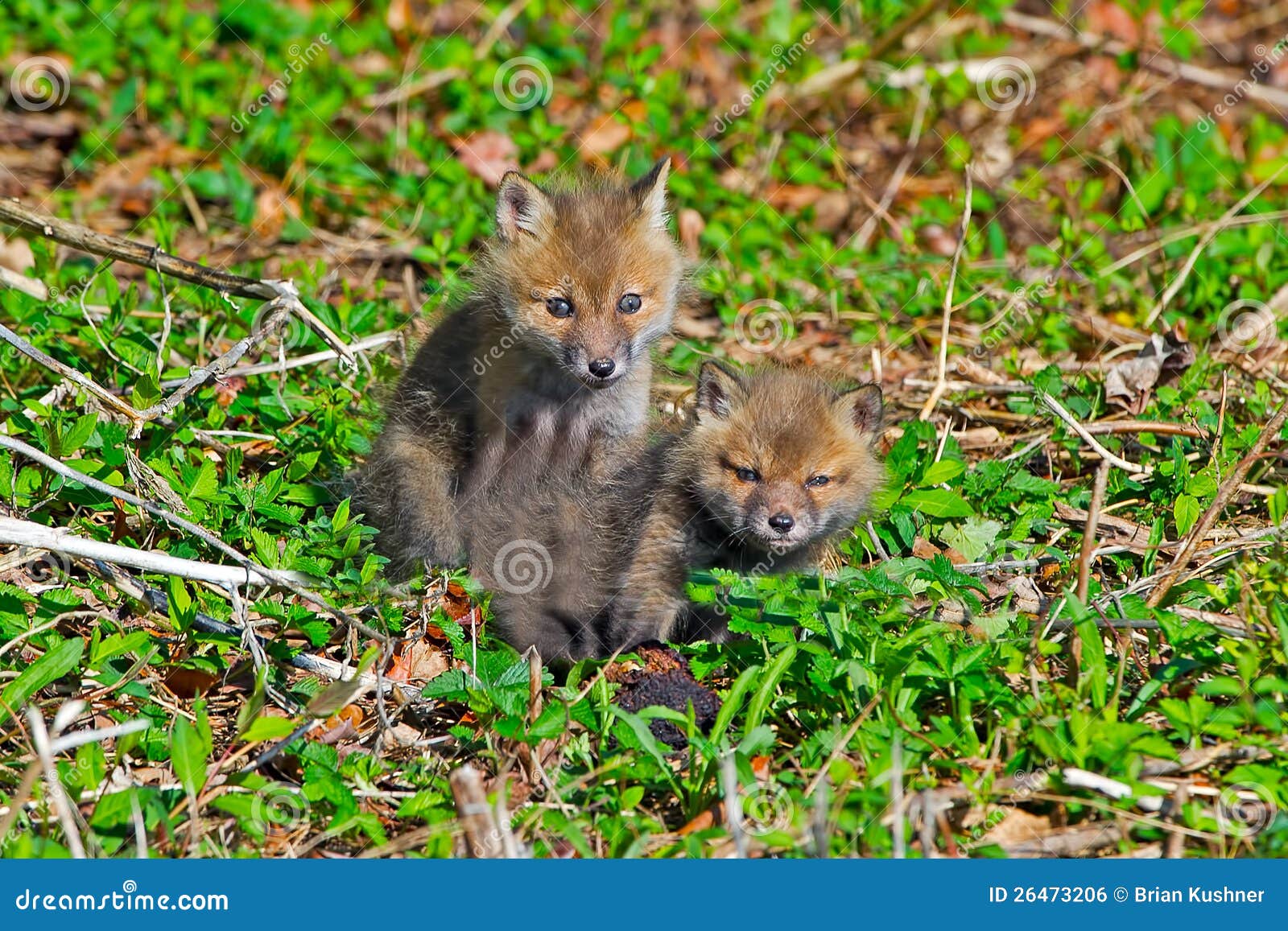 Red Fox Kits stock photo. Image of animal, cute, playing - 26473206