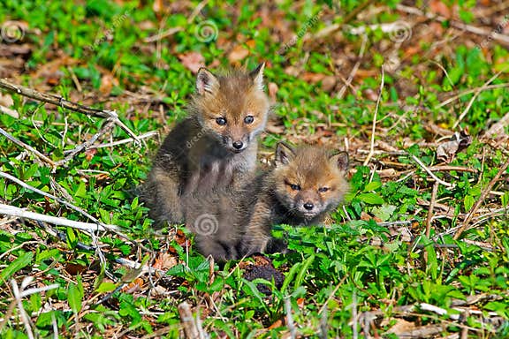 Red Fox Kits stock photo. Image of animal, cute, playing - 26473206