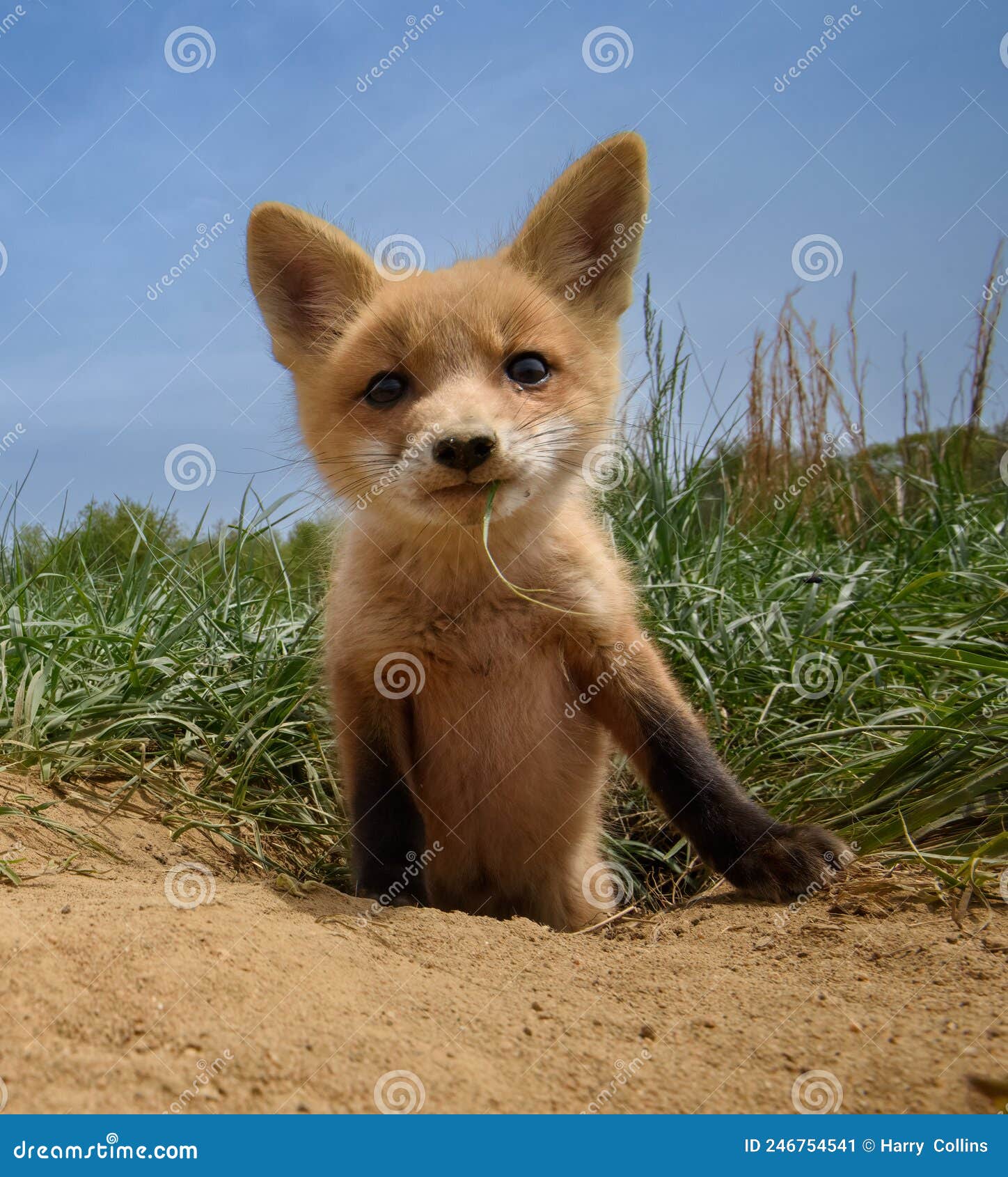 Red Fox in New Jersey stock image. Image of elephant - 246754541